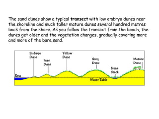 Sand Dune Ecosystems | PPT