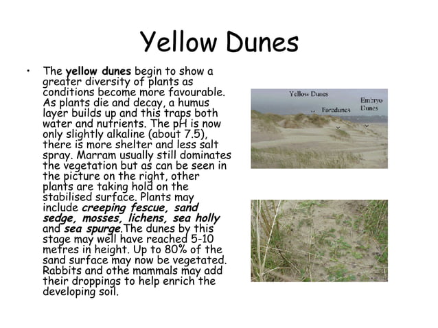 Sand Dune Ecosystems | PPT