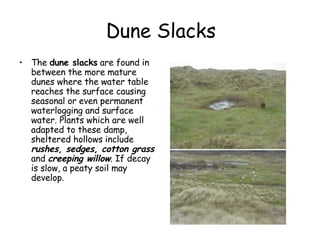 Sand Dune Ecosystems | PPT