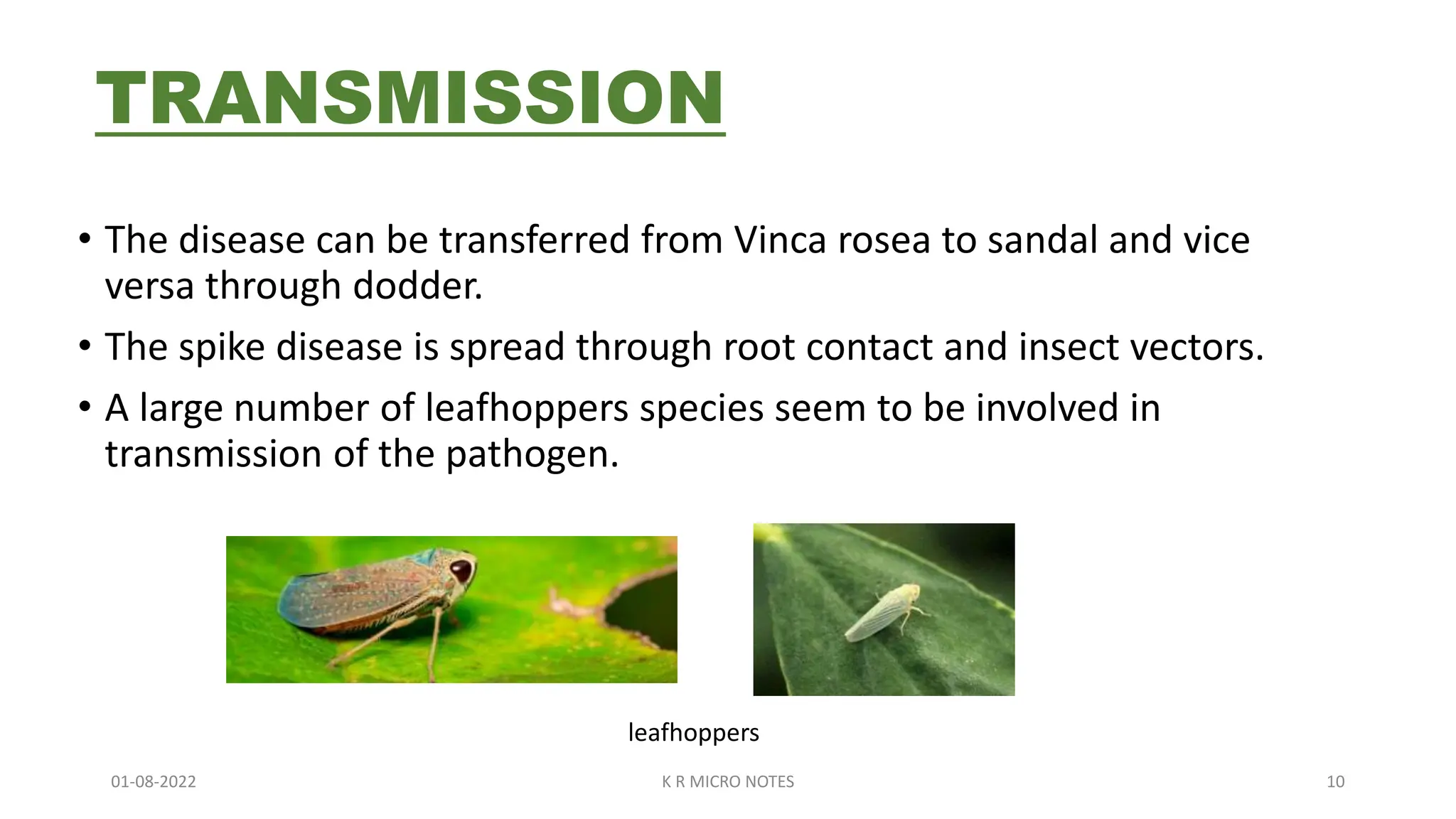 SANDAL SPIKE MYCOPLASMAL DISEASE K R ppt | PPTX