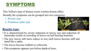 SANDAL SPIKE MYCOPLASMAL DISEASE K R ppt | PPTX