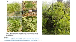 SANDAL SPIKE MYCOPLASMAL DISEASE K R ppt | PPTX