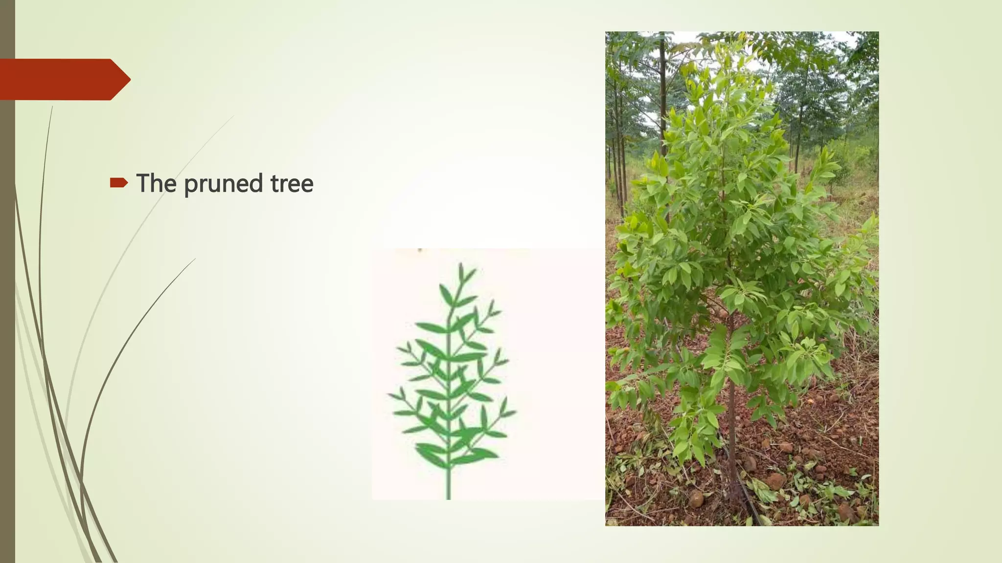 Sandalwood Pruning | PPTX