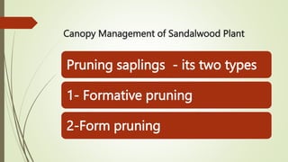 Sandalwood Pruning | PPTX