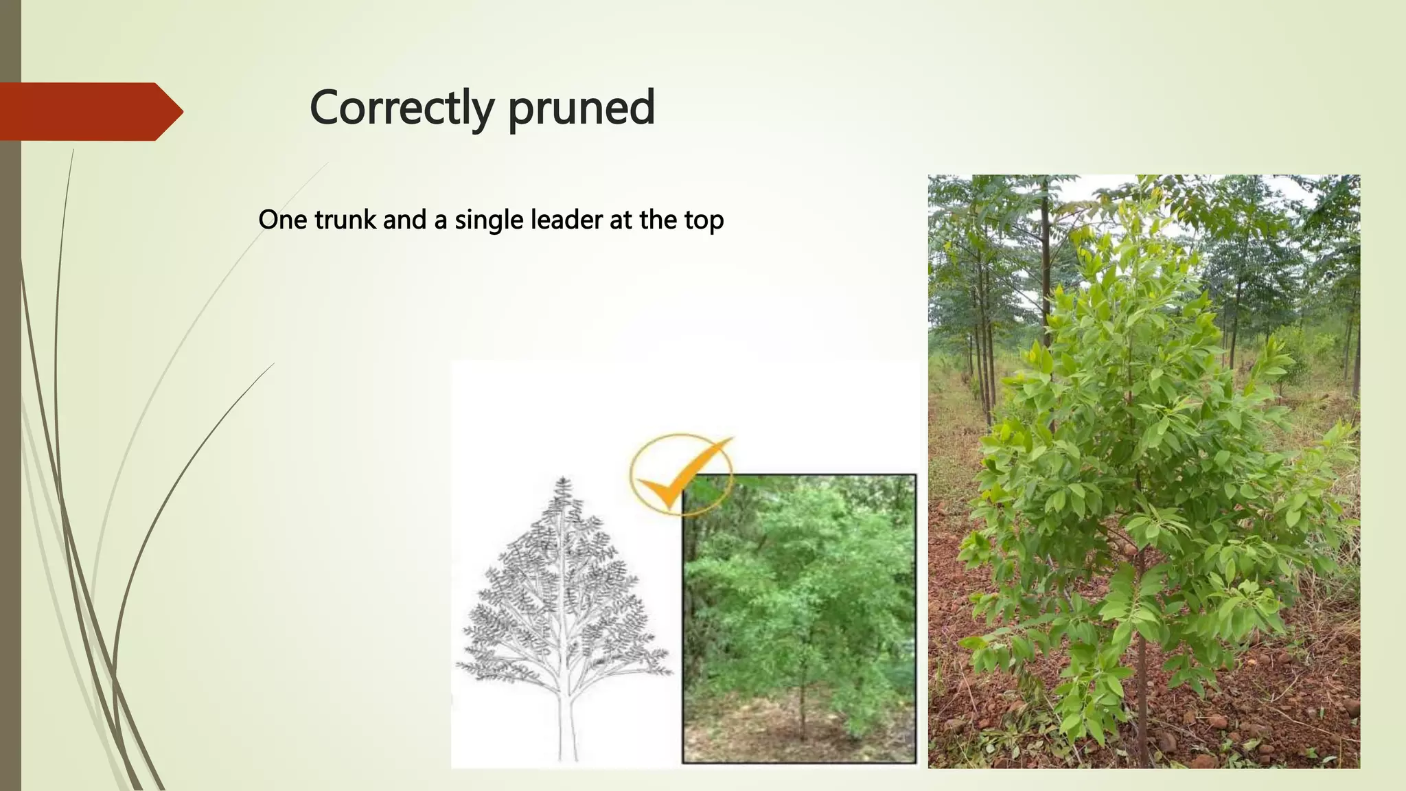 Sandalwood Conopy Mangment.pptx