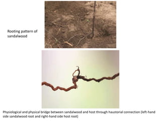 Sandalwood PPT.pptx