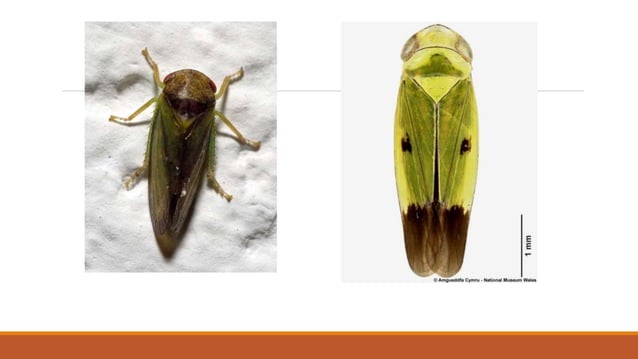 SANDALWOOD SPIKE DISEASE.pptx | Gardening | Home & Garden