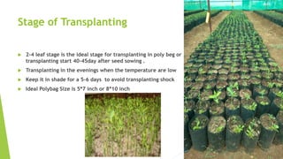 sandalwood nursery Sandalwood Nursery Technology | PPT