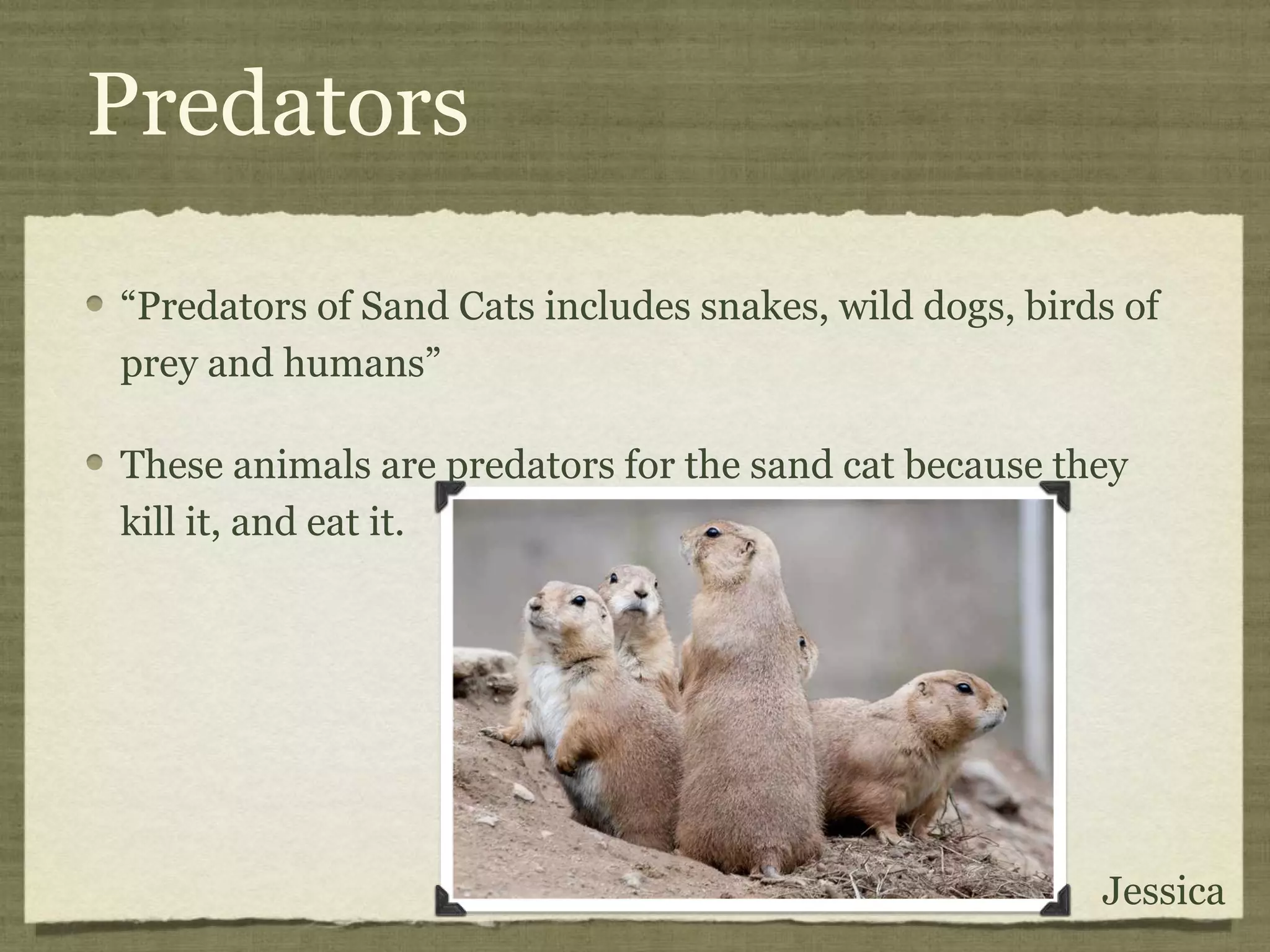 Sand cats | PPT