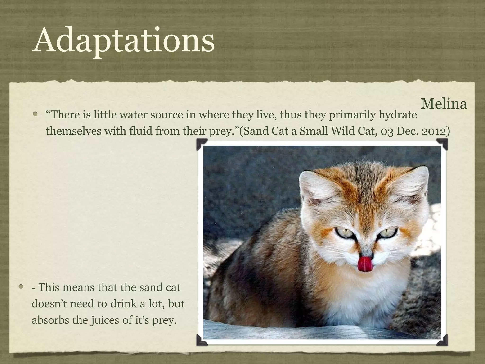 Sand cats | PPT