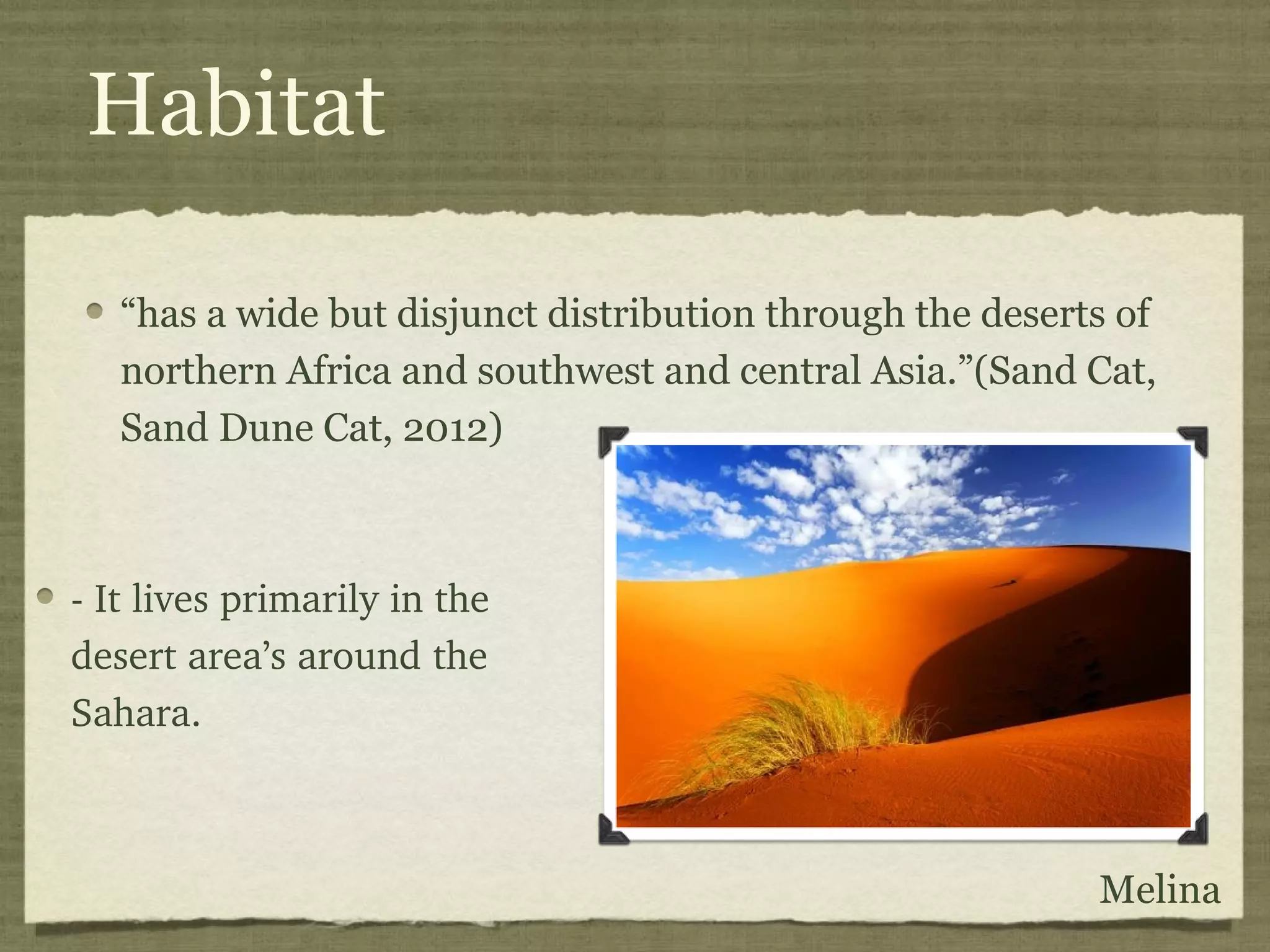 Sand cats | PPT