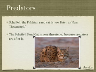 Sand cats | PPT