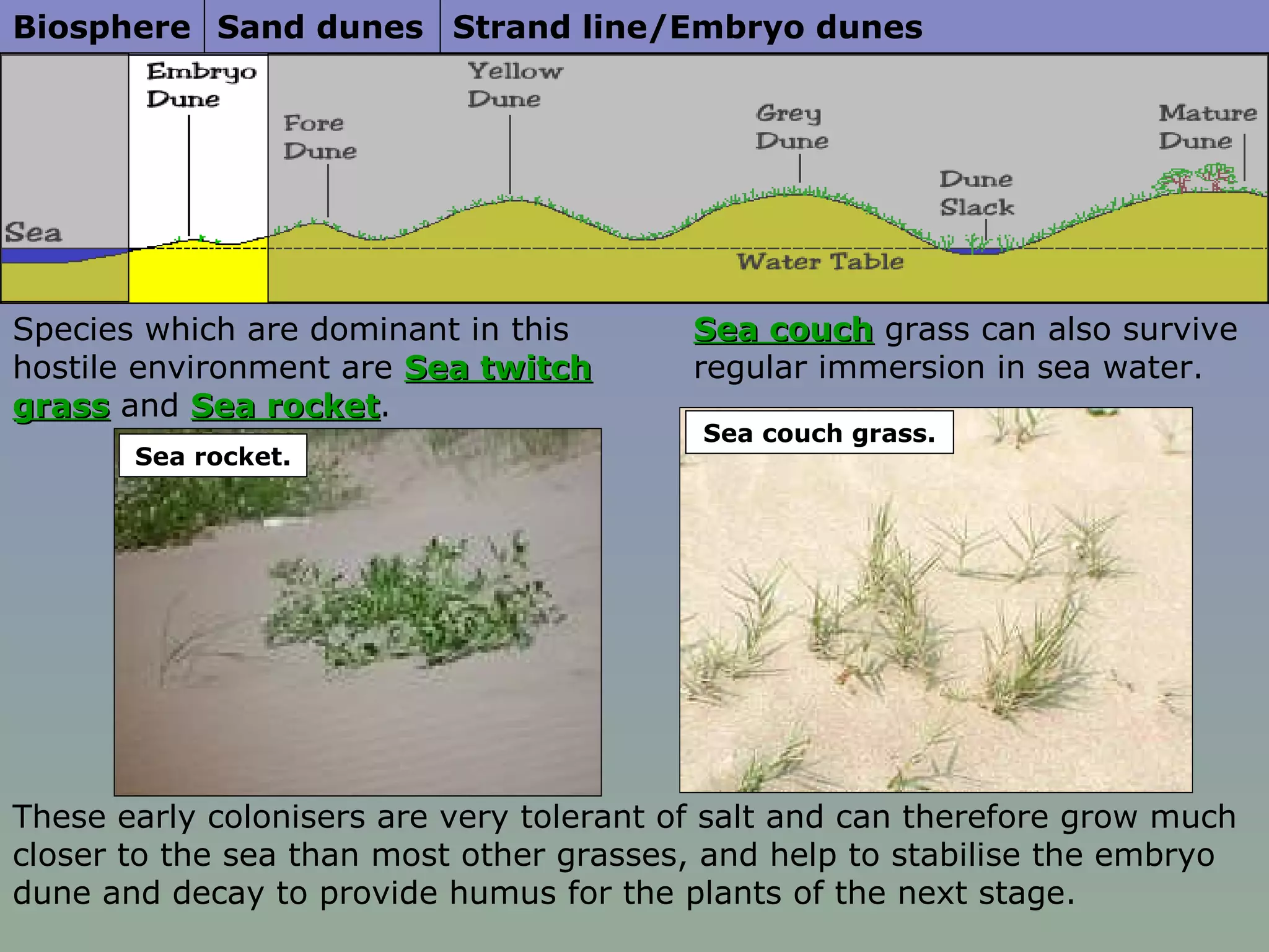 Sand dunes | PPT