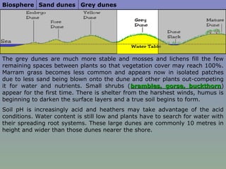 Sand dunes | PPT