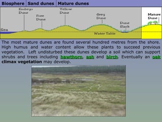 Sand dunes | PPT