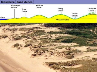 Sand dunes | PPT