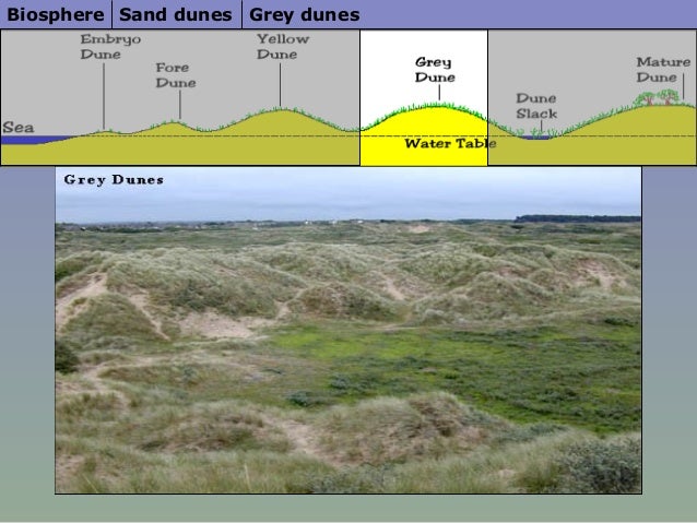 Sand dunes