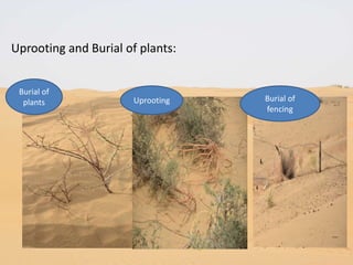 Sand dune stablization in Jaisalmer India | PPTX