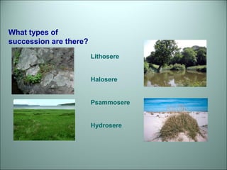 Sand Dune Succession | PPT