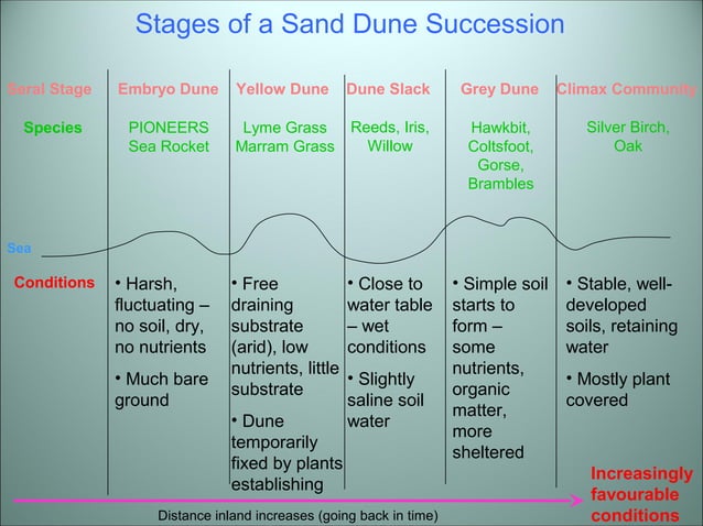 Sand Dune Succession | PPT | Geology | Science