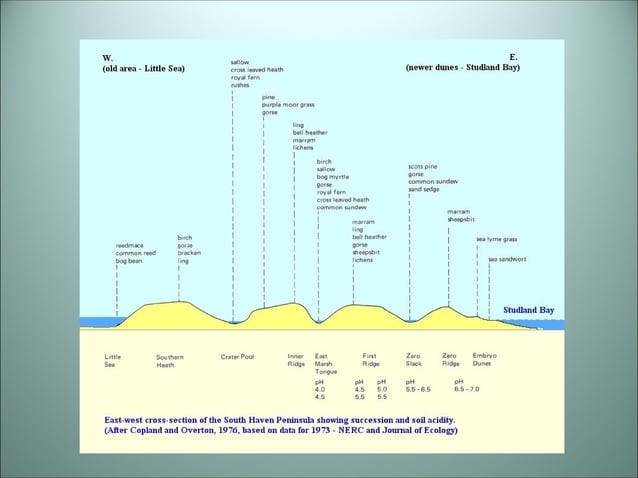 Sand Dune Succession | PPT | Geology | Science