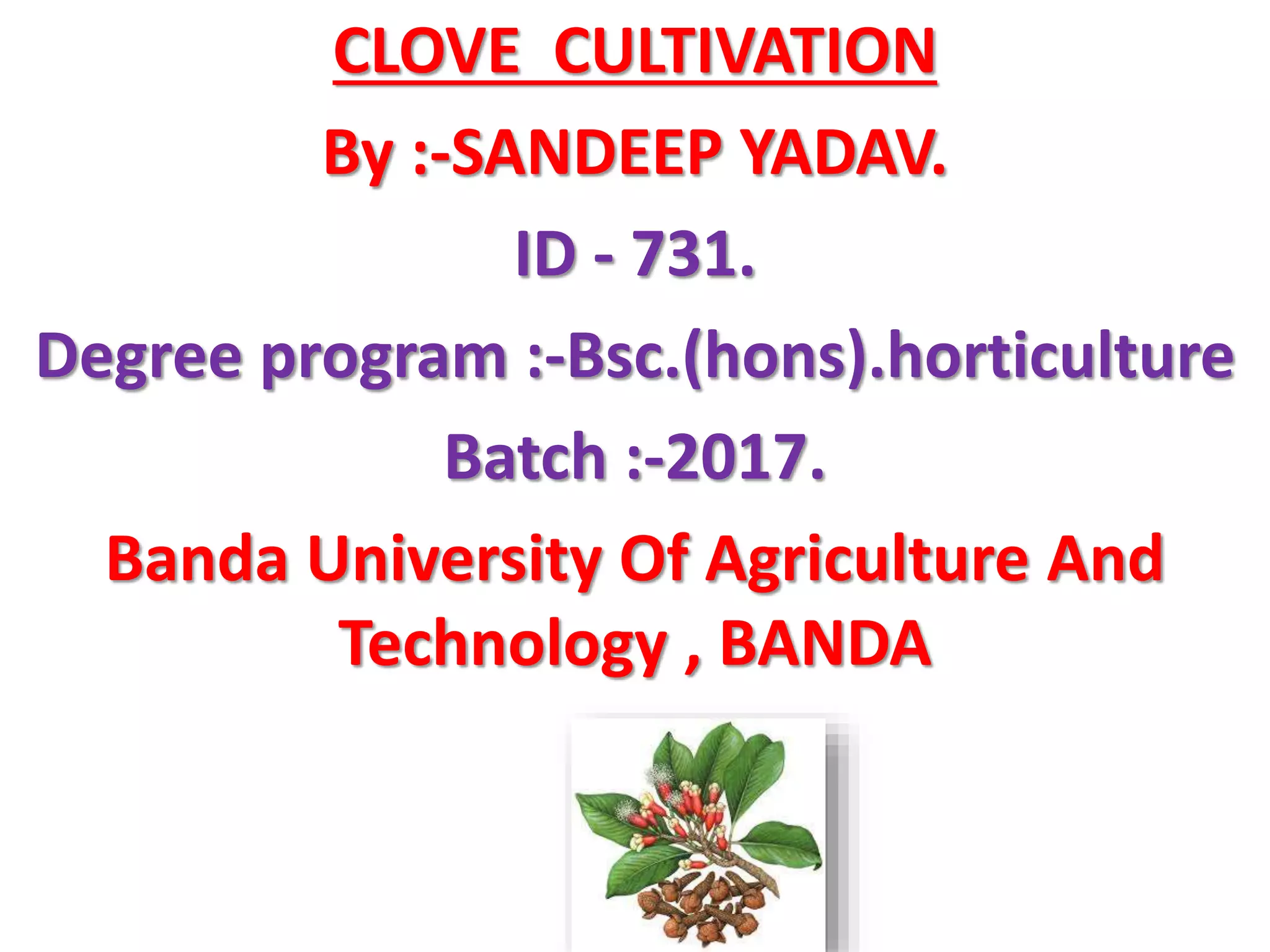 clove cultivation , clove , clove processing | PPTX