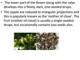 clove cultivation , clove , clove processing | PPT