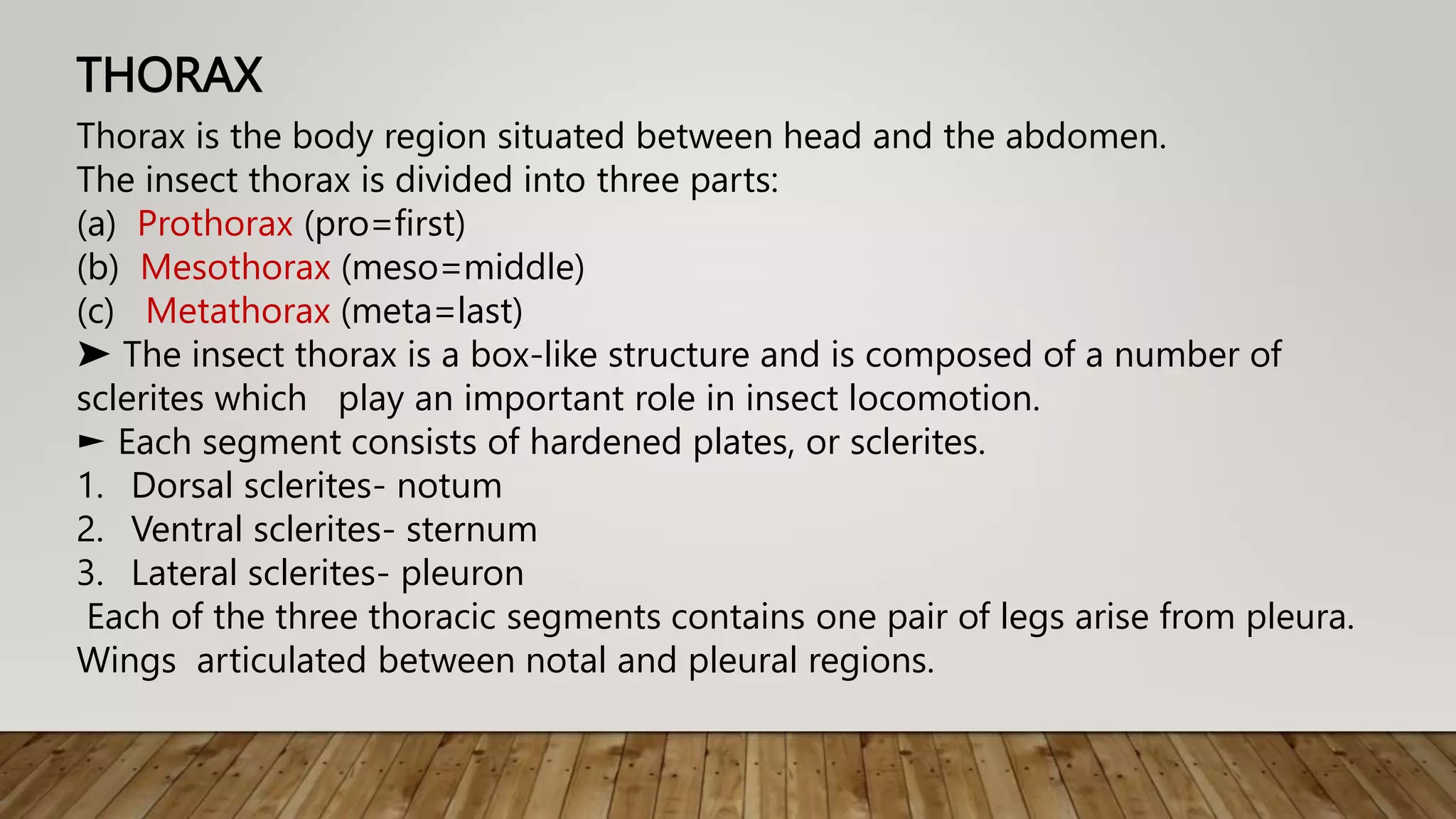 Insect morphology | PPTX