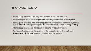 Insect morphology | PPTX