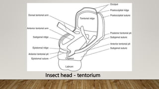 Insect morphology | PPTX