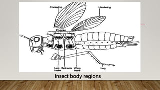 Insect morphology | PPTX