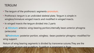 Insect morphology | PPTX