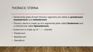 Insect morphology | PPTX
