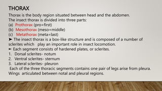 Insect morphology | PPT