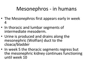 sandeep KIDNEY DEVELOPMENT PPT.ppt | Biological Sciences | Science