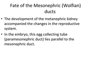 sandeep KIDNEY DEVELOPMENT PPT.ppt | Biological Sciences | Science