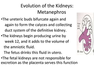 sandeep KIDNEY DEVELOPMENT PPT.ppt | Biological Sciences | Science