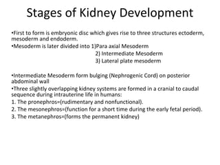 sandeep KIDNEY DEVELOPMENT PPT.ppt | Biological Sciences | Science