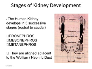 sandeep KIDNEY DEVELOPMENT PPT.ppt | Biological Sciences | Science