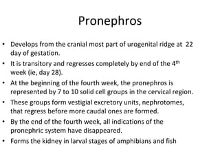 sandeep KIDNEY DEVELOPMENT PPT.ppt