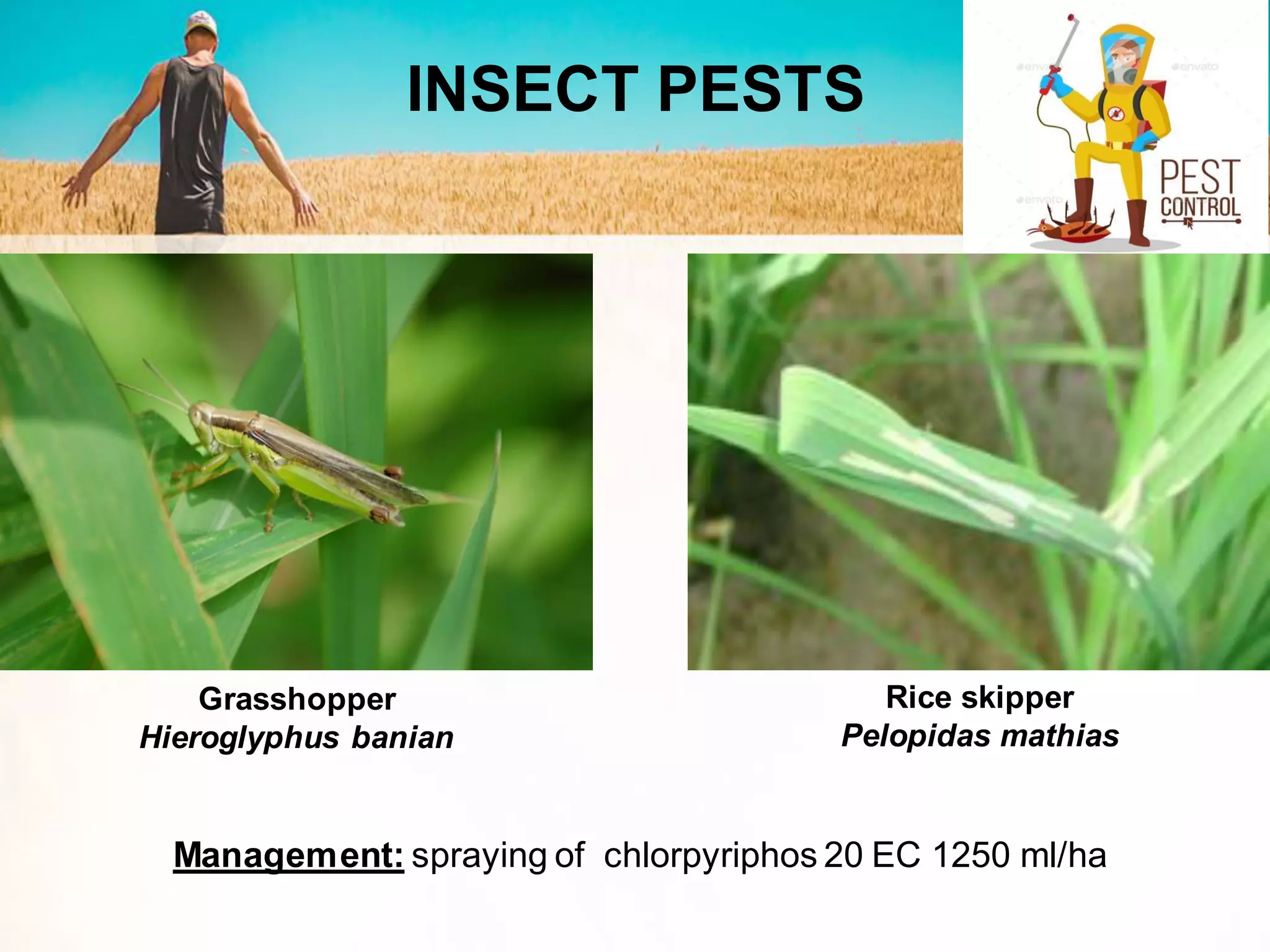 RAWE REPORT / PRESENTATION (2019) (RAWEP 2019) | PDF