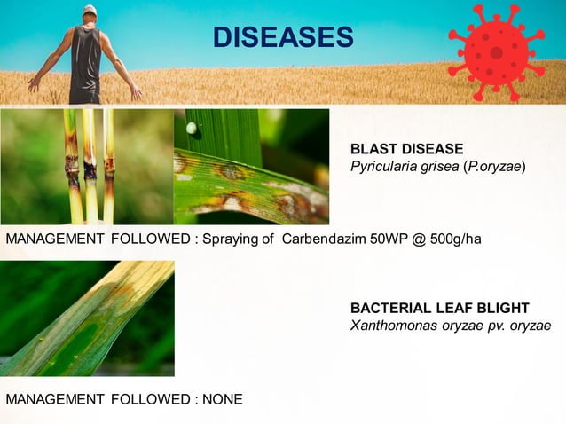 RAWE REPORT / PRESENTATION (2019) (RAWEP 2019) | PDF