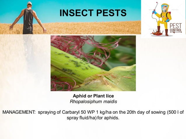 RAWE REPORT / PRESENTATION (2019) (RAWEP 2019) | PDF