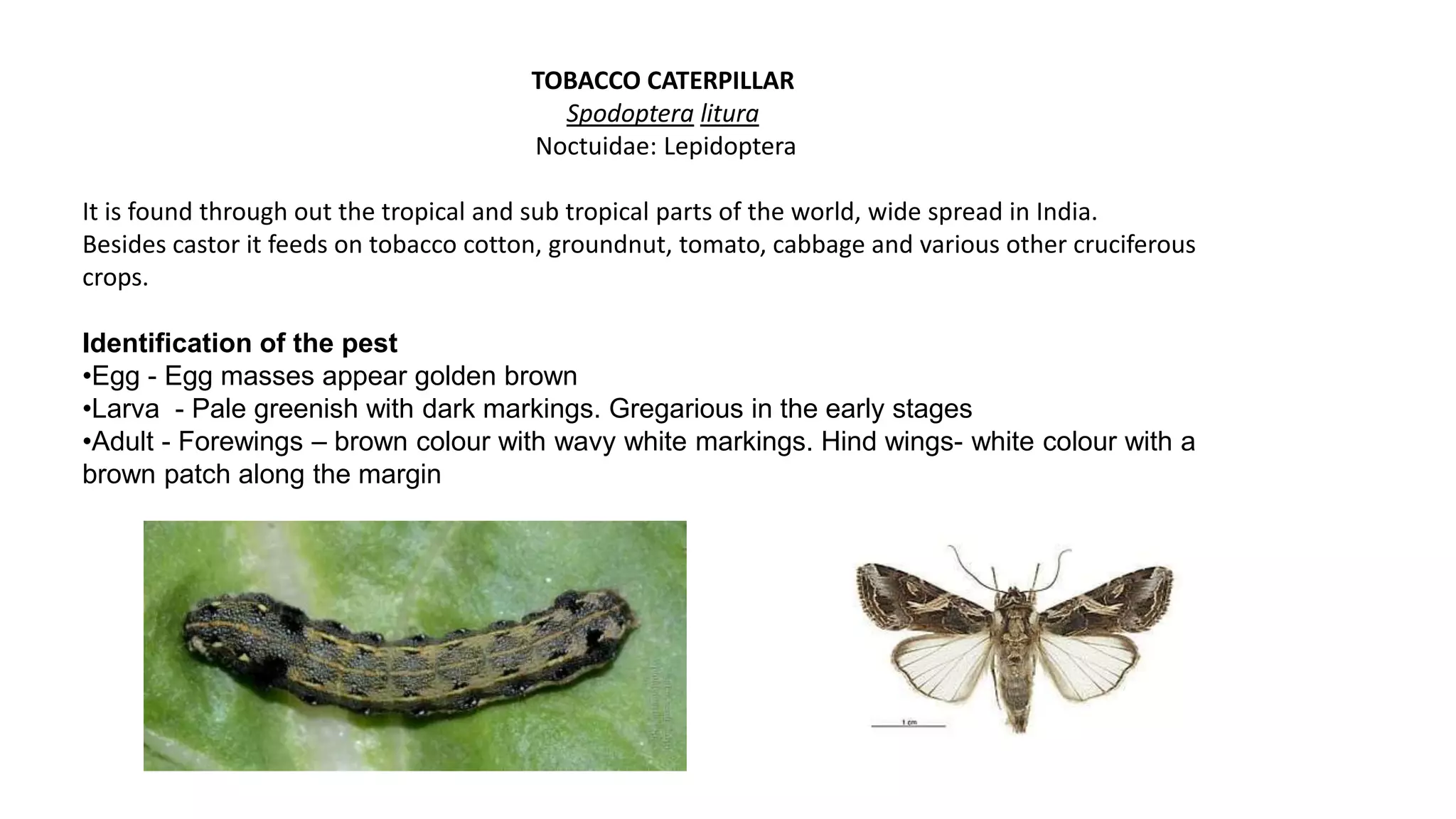 pest of oil seed crops 511 [Autosaved].pptx