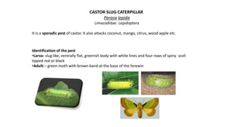 pest of oil seed crops 511 [Autosaved].pptx