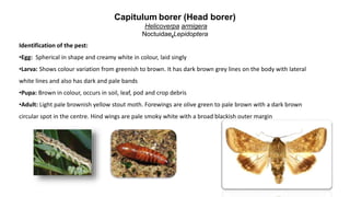 pest of oil seed crops 511 [Autosaved].pptx