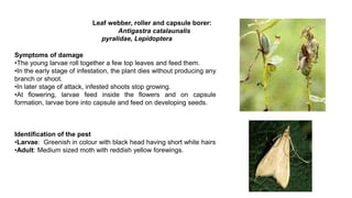 pest of oil seed crops 511 [Autosaved].pptx