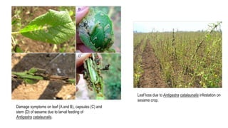 pest of oil seed crops 511 [Autosaved].pptx