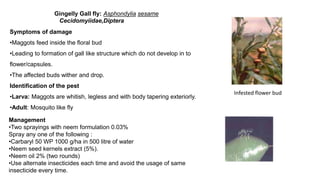 pest of oil seed crops 511 [Autosaved].pptx