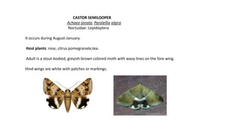 pest of oil seed crops 511 [Autosaved].pptx